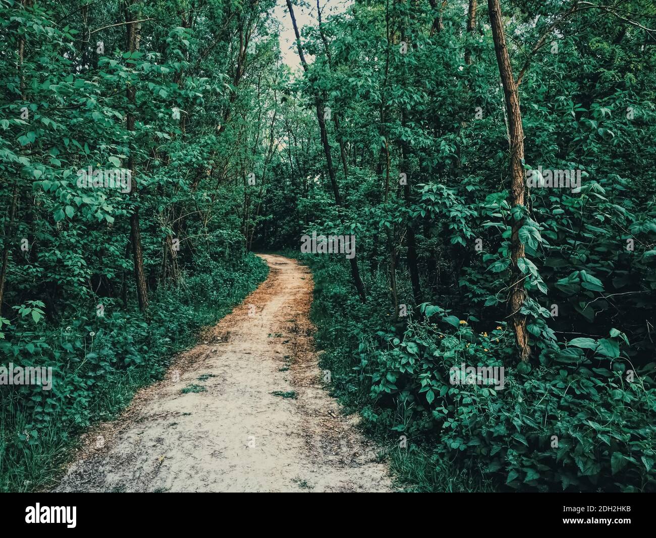Mystery woods as wilderness landscape, amazing trees in green forest ...