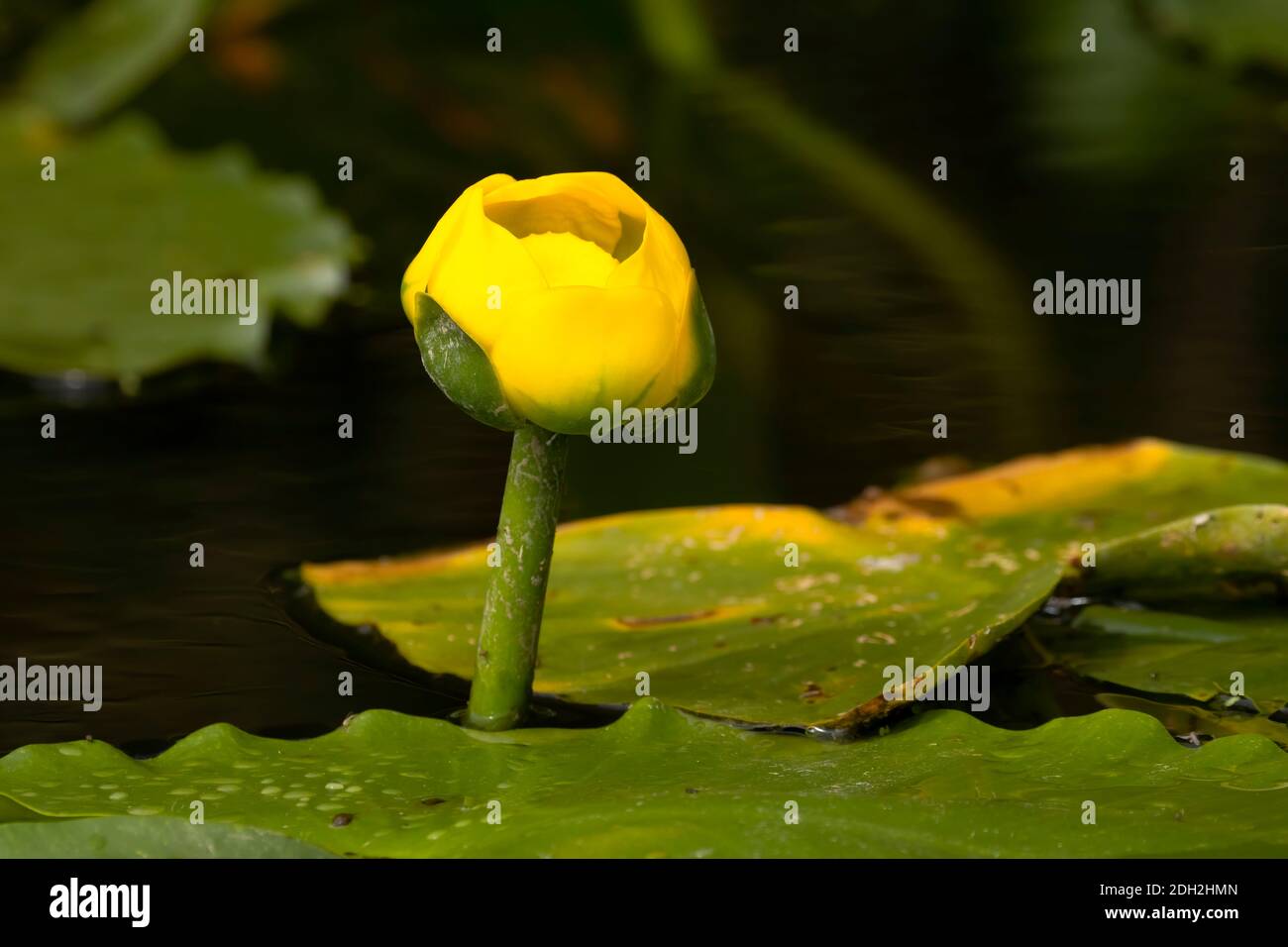 Yellow Pond Lily (Nuphar polysepala) on Goose Lake, Willamette Mission ...