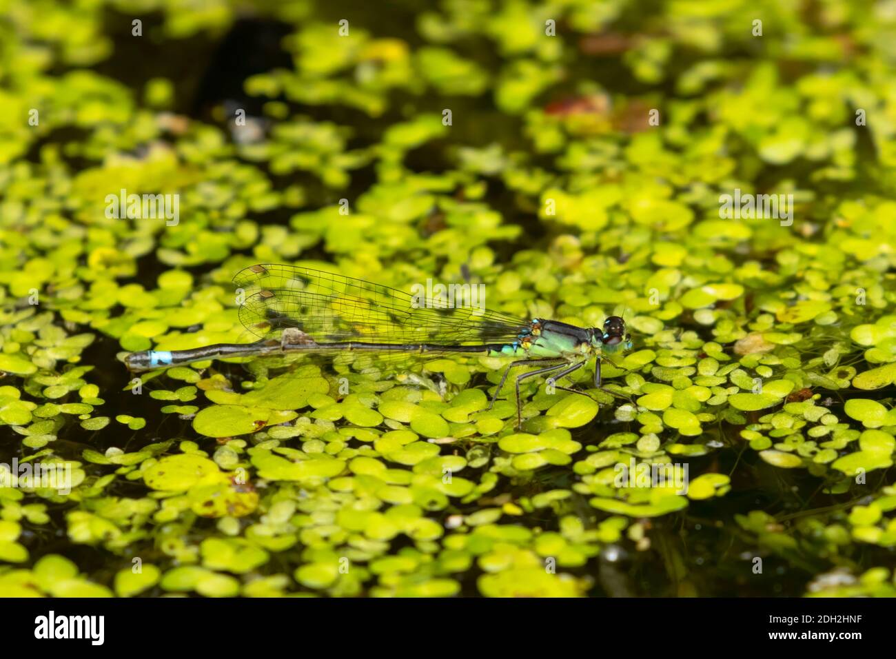 Pacific Forktail damselfly (Ischnura cervula), Willamette Mission State ...