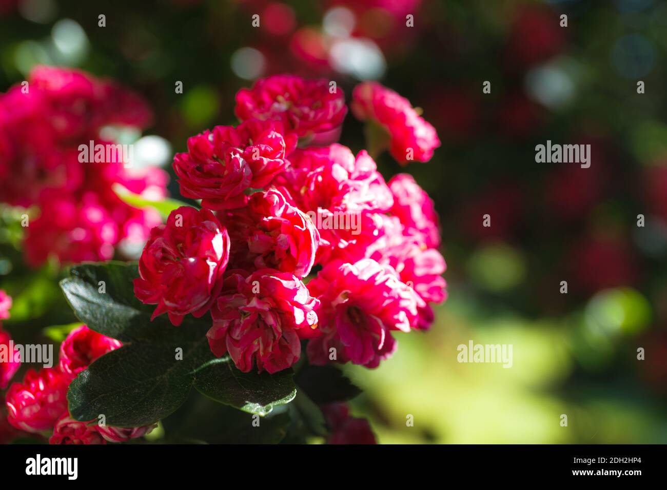 Sweet pink roses hi-res stock photography and images - Alamy