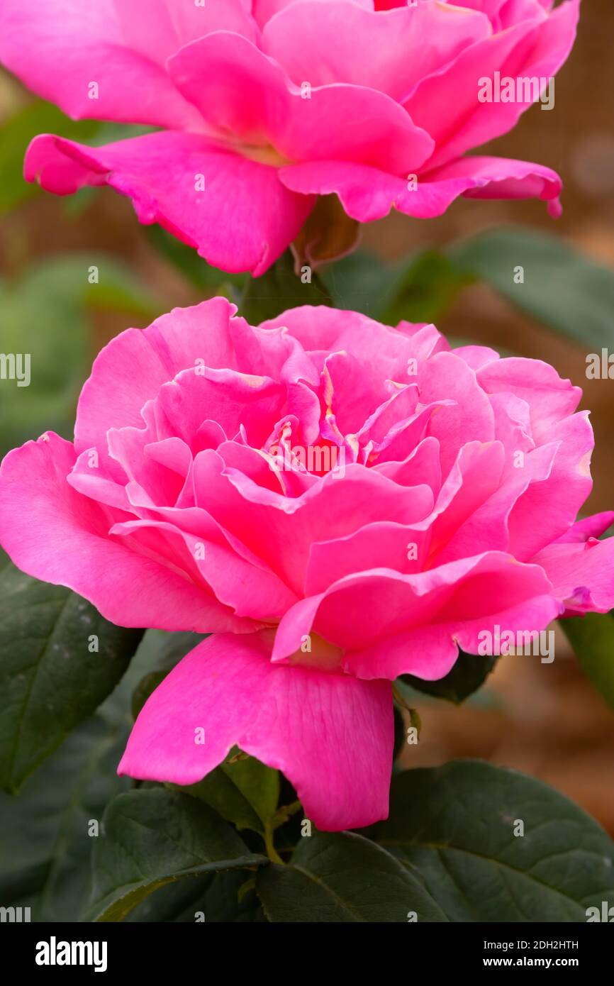 Marion rosa hi-res stock photography and images - Alamy