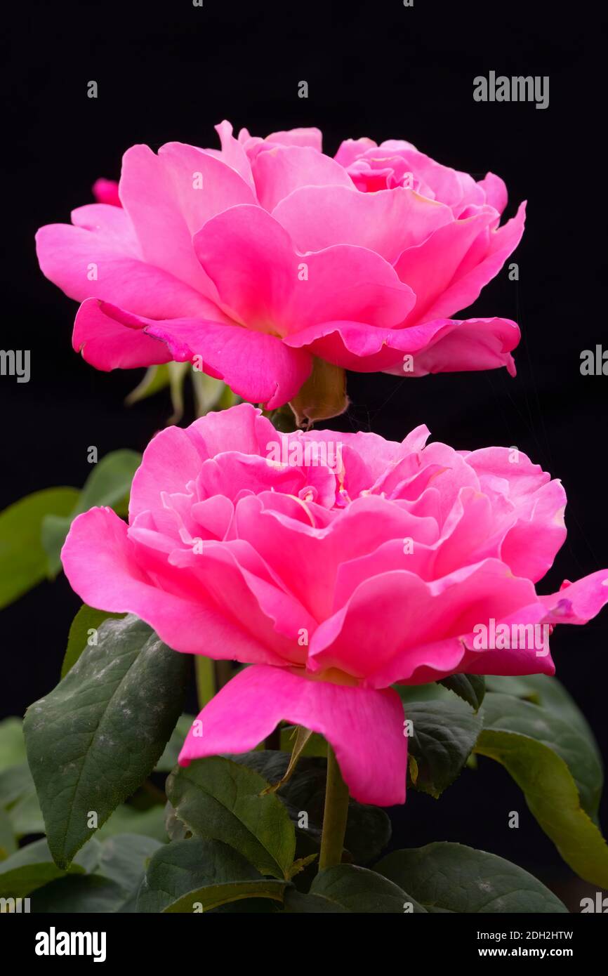 Rose, Marion County, Oregon Stock Photo - Alamy