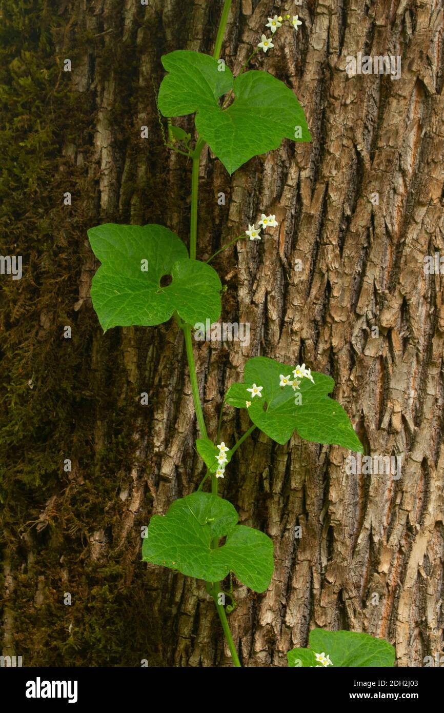 Oregon manroot hi-res stock photography and images - Alamy