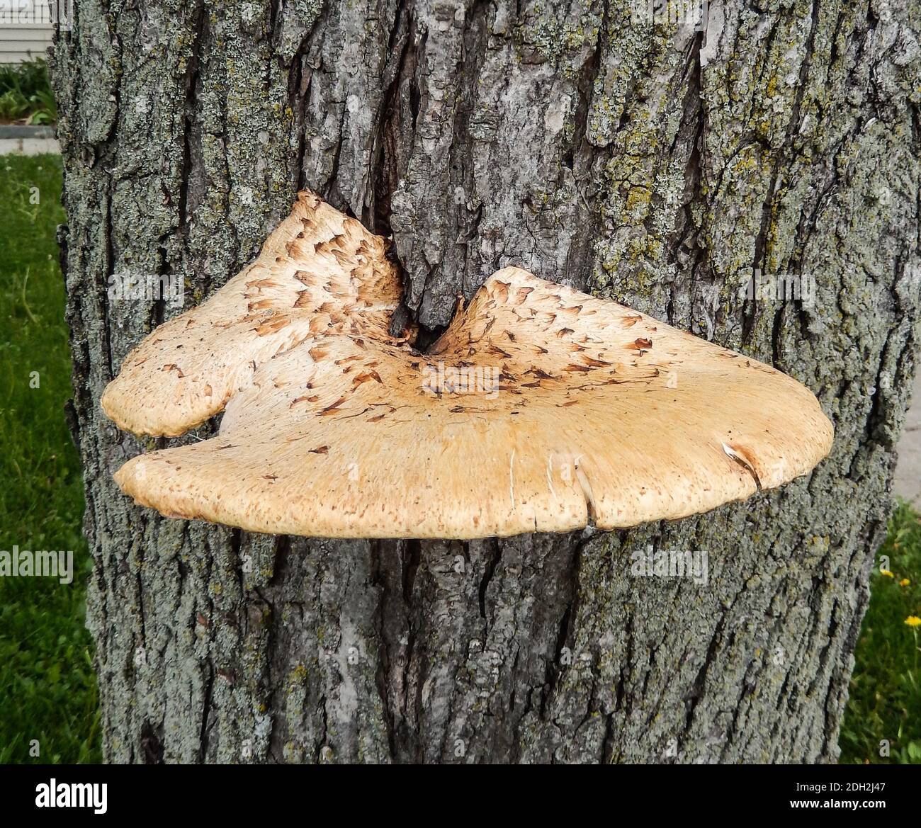 Flat mushroom growing on the bark of a tree trunk Stock Photo - Alamy