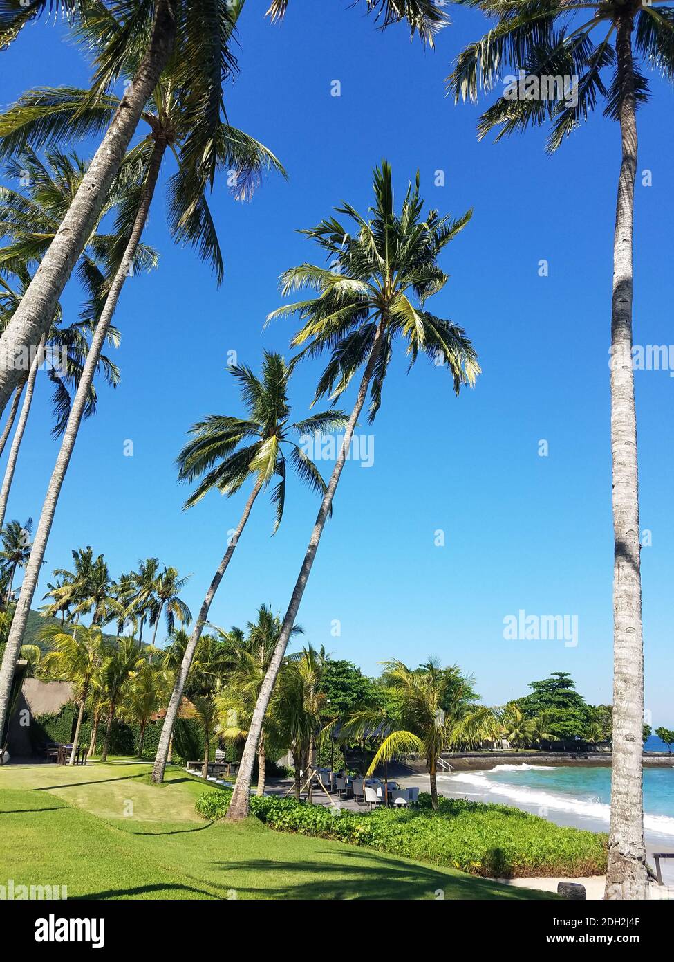 Palm trees overlooking the Indian Ocean in a resort on the Candidasa ...