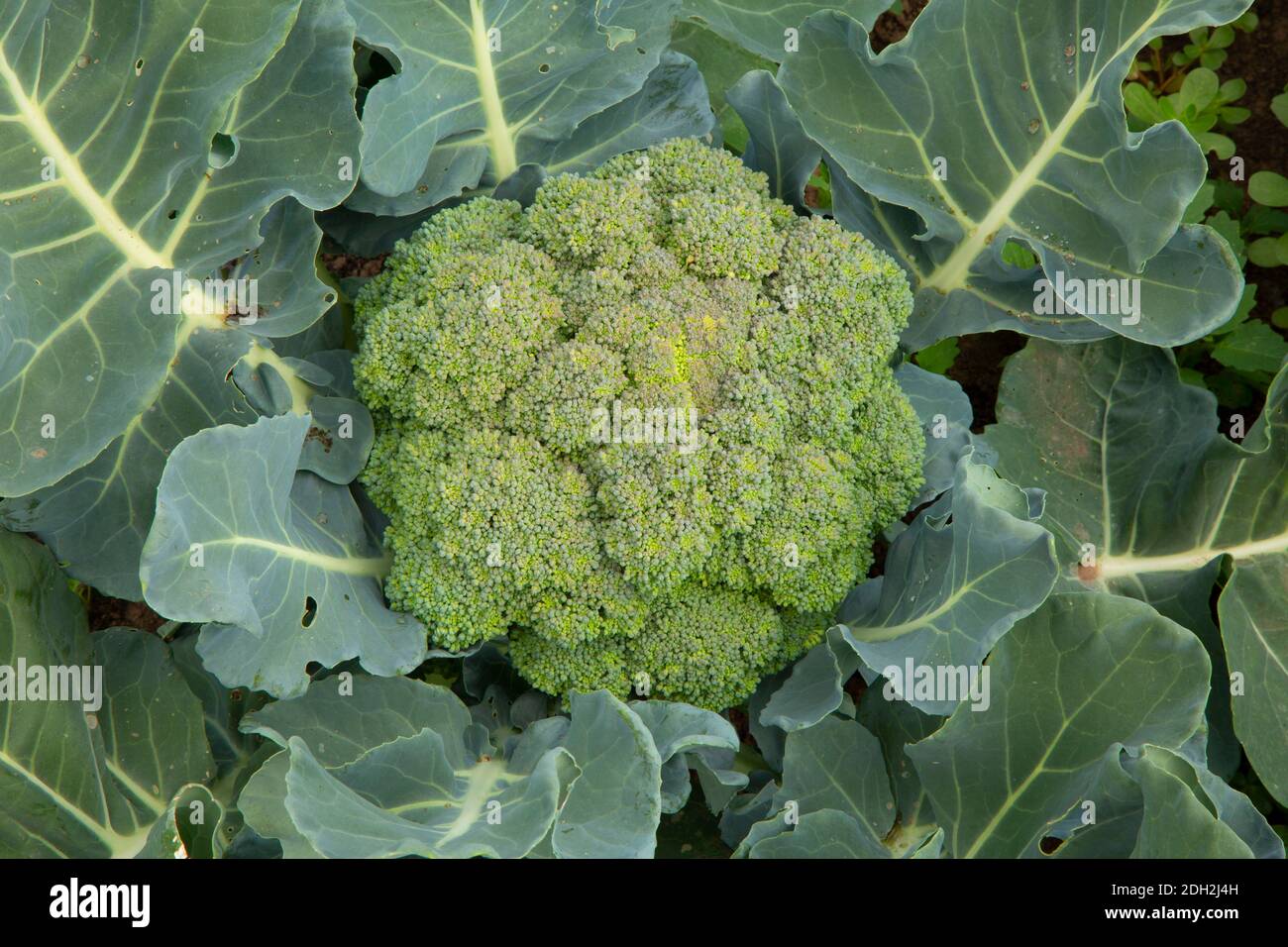 Broccoli farm hi-res stock photography and images - Alamy