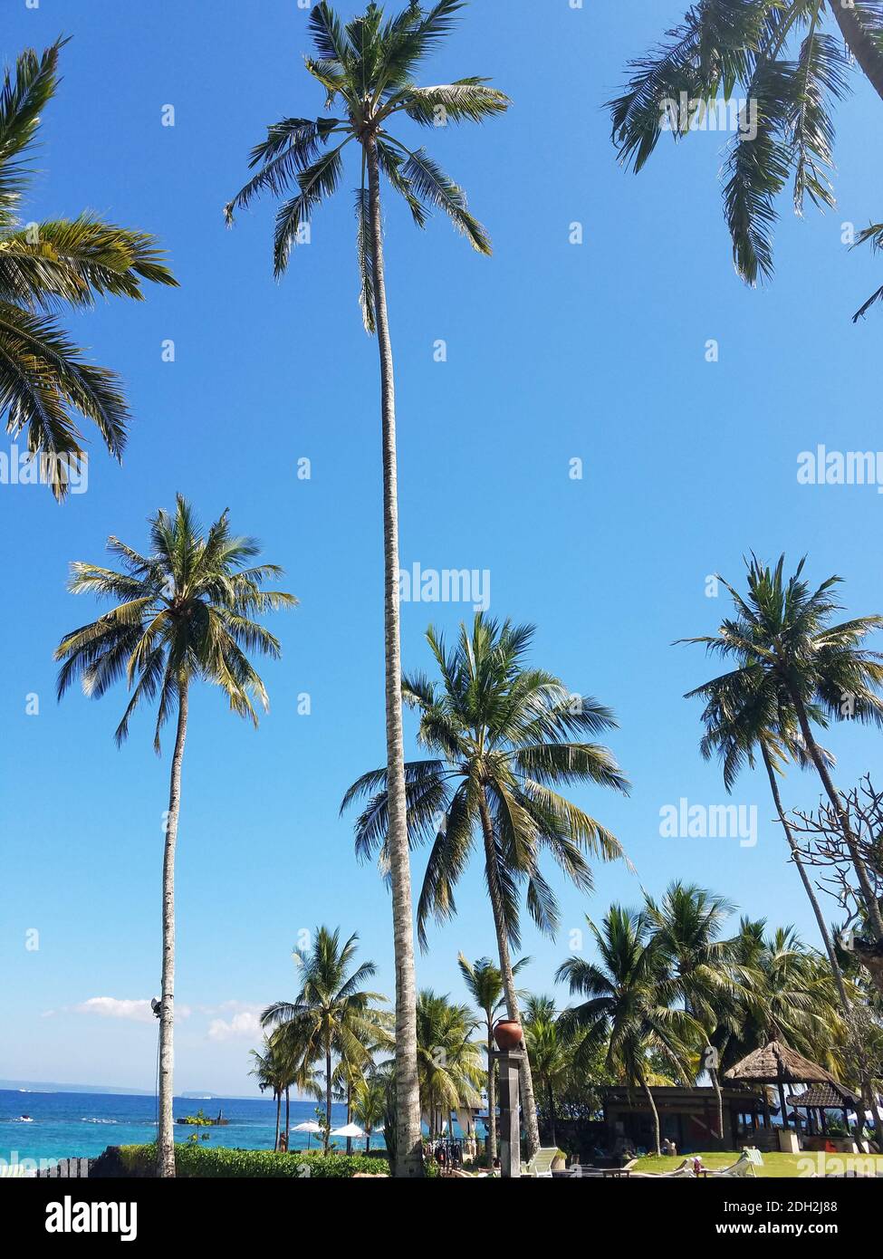 Palm trees overlooking the Indian Ocean in a resort on the Candidasa ...