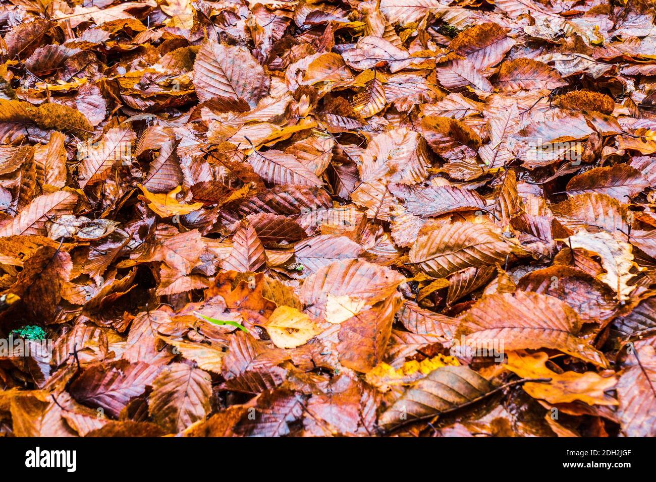 Wet Fallen Maple Leaves on a Ground Stock Photo - Alamy