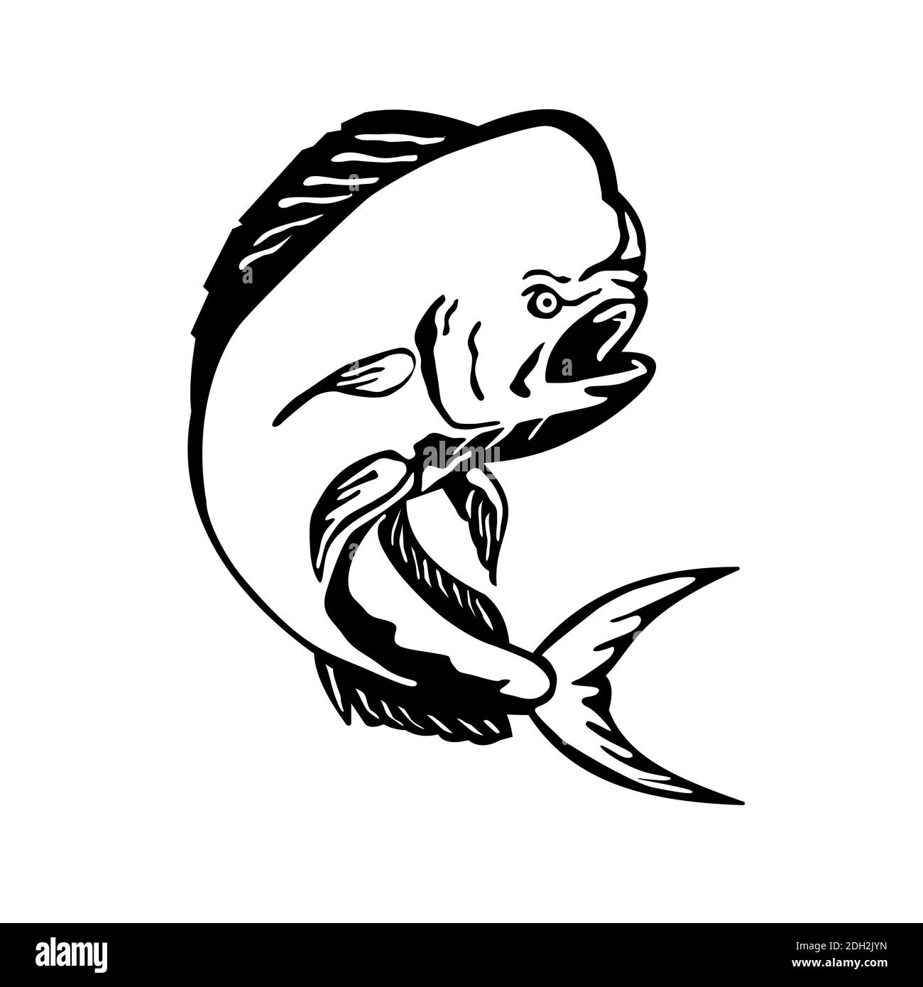 Angry Mahi-mahi Dorado Dolphinfish Jumping Etching Black and White ...