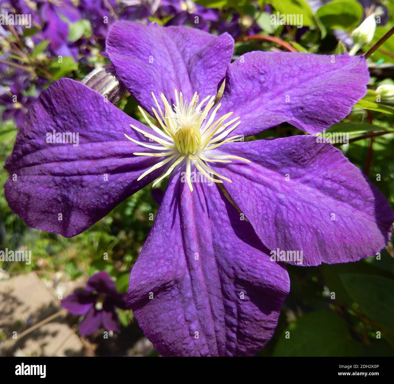 Close-up on a Clematis flower in bloom, in ultra violet, the color of ...