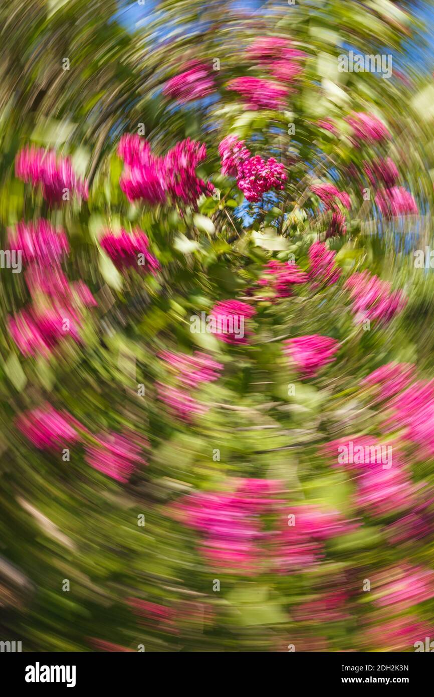 Artsy swirling motion blurred purple flowers Stock Photo - Alamy