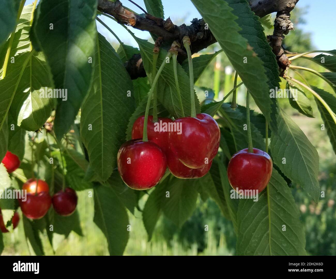 Close Up On Ripe Cherry Fruits On A Tree Branch Ready For Picking