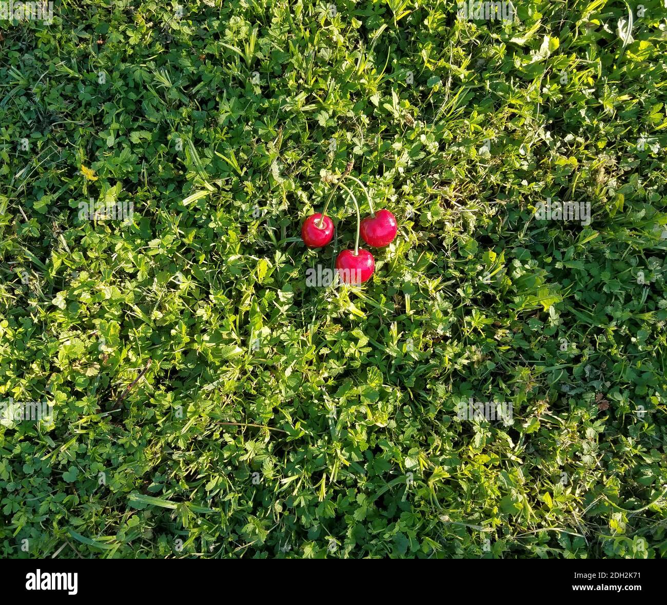 Handpicked grass hi-res stock photography and images - Alamy