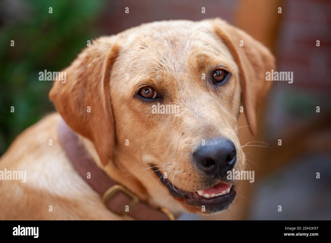 Blonde labrador puppy hi-res stock photography and images - Alamy