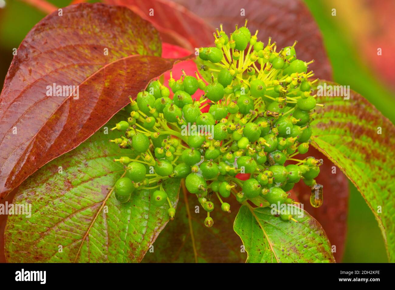 Red osier dogwood (Cornus sericea) seeds, Willamette Mission State Park ...