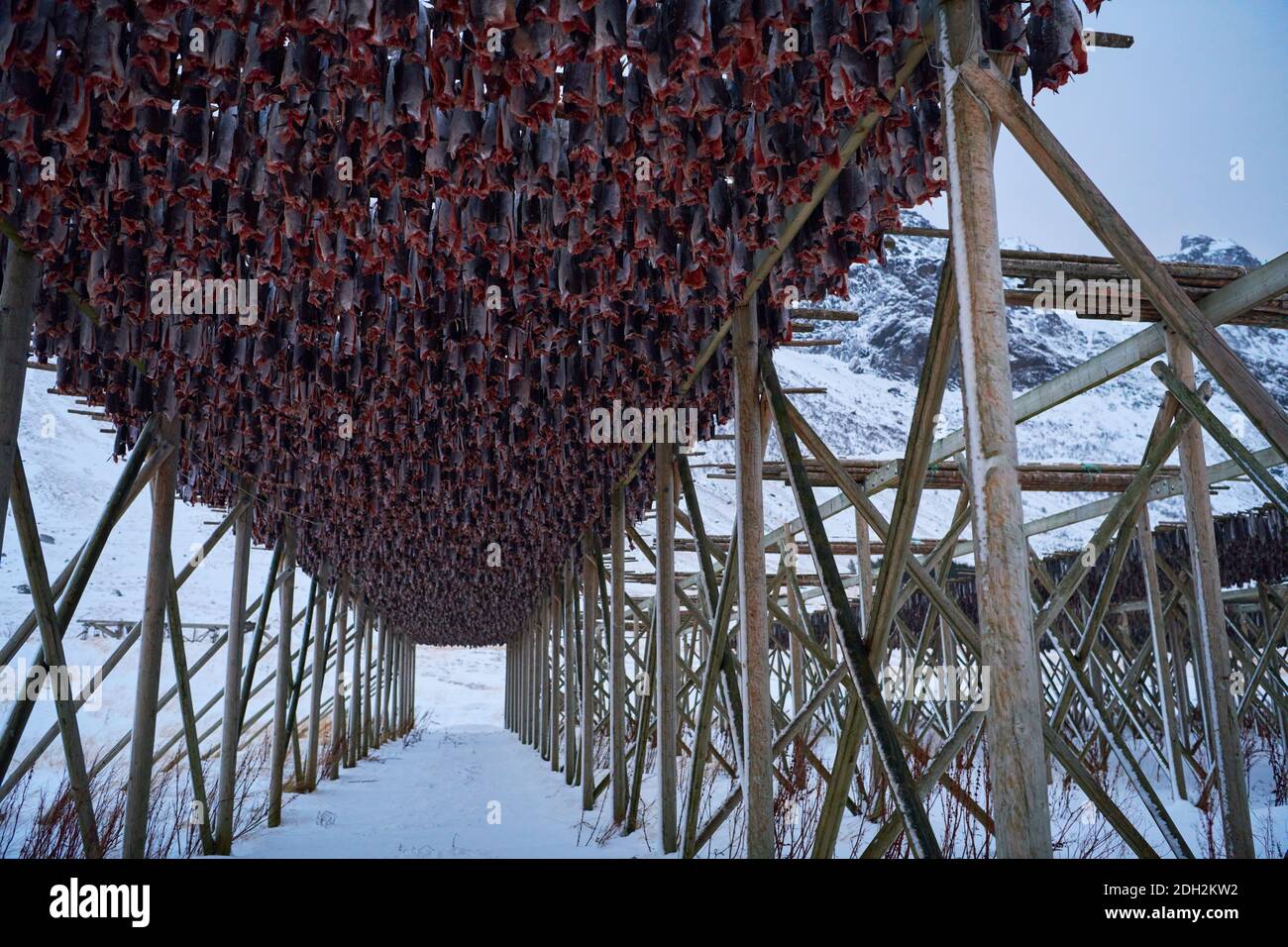 Air drying of Salmon fish on wooden structure at Scandinavian winter ...
