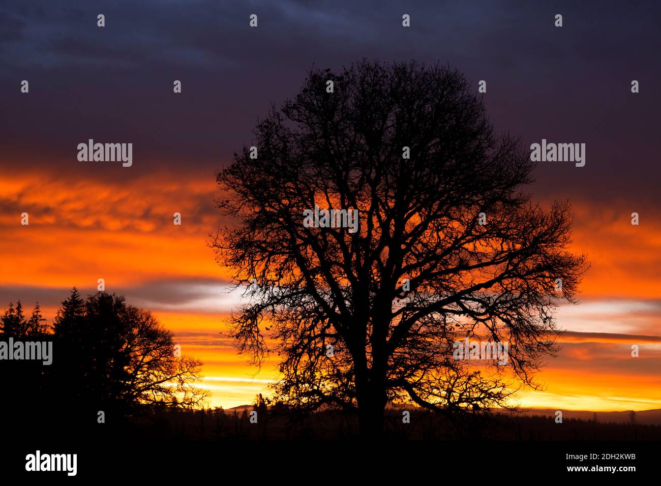 Garry oak tree quercus garryana garry oak tree hi-res stock photography ...