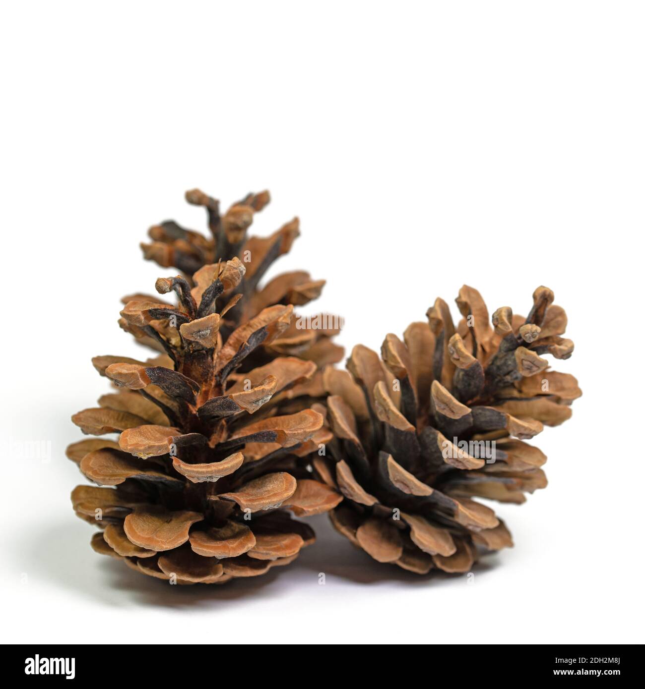 Pines cones Cut Out Stock Images & Pictures - Alamy