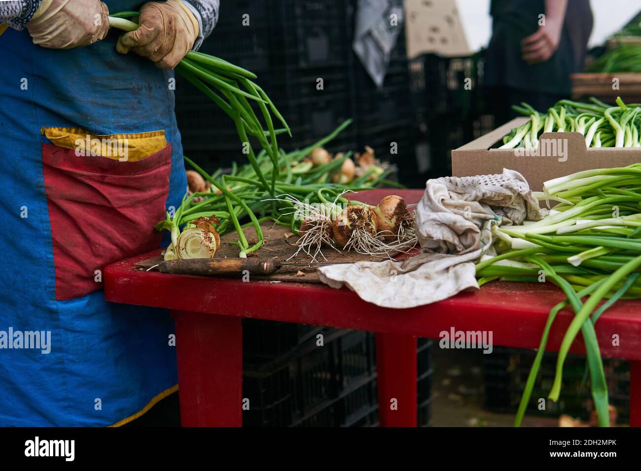 agricultural workers manually separate the leaves from the bulbs to ...