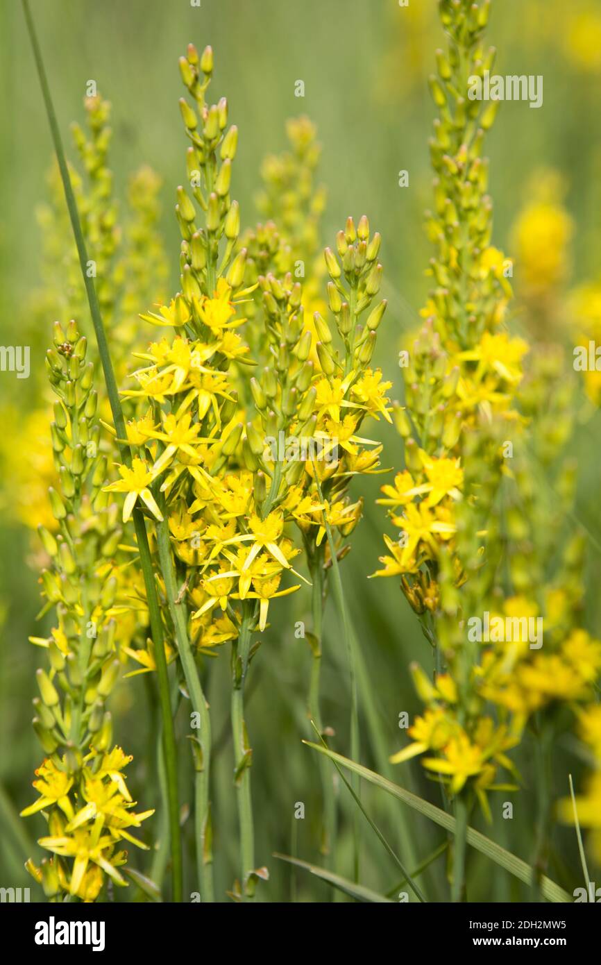 Excursion plants hi-res stock photography and images - Alamy