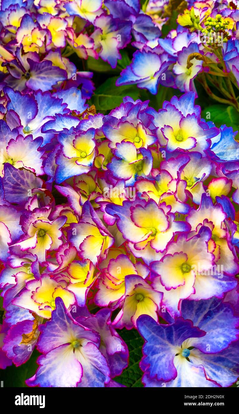 Violet vibrant lilac bush hi-res stock photography and images - Alamy