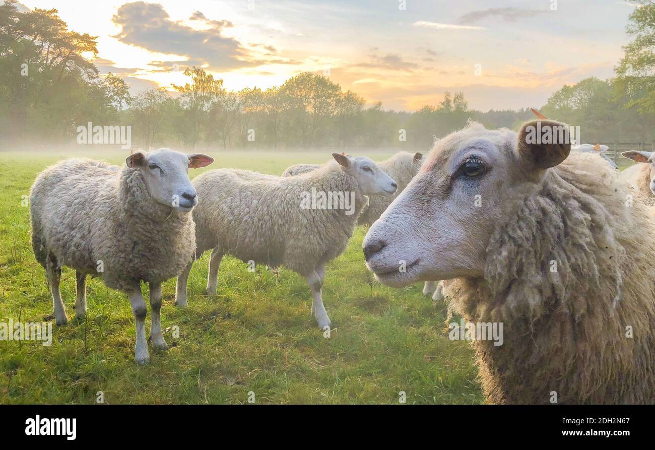 Flock of staring sheep Stock Photo - Alamy