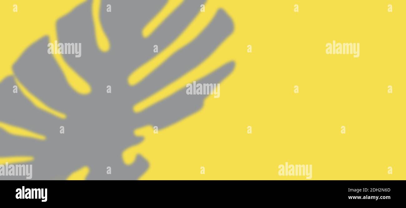 Abstract yellow clean background with grey shadow from monstera leaves ...