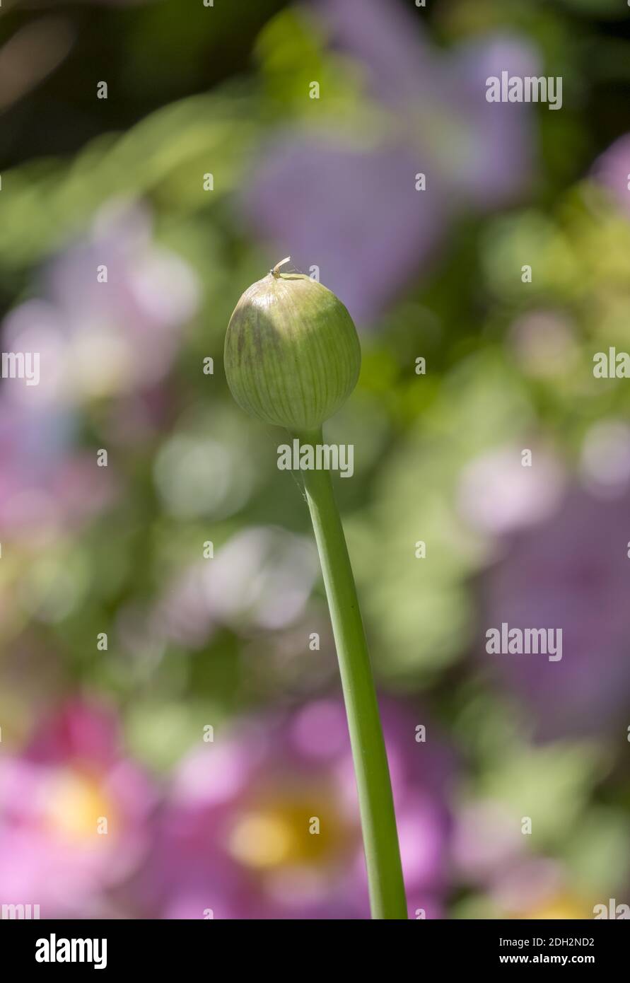 Ornamental garlic bud (Allium sp.) in front of a colourful flower bed ...