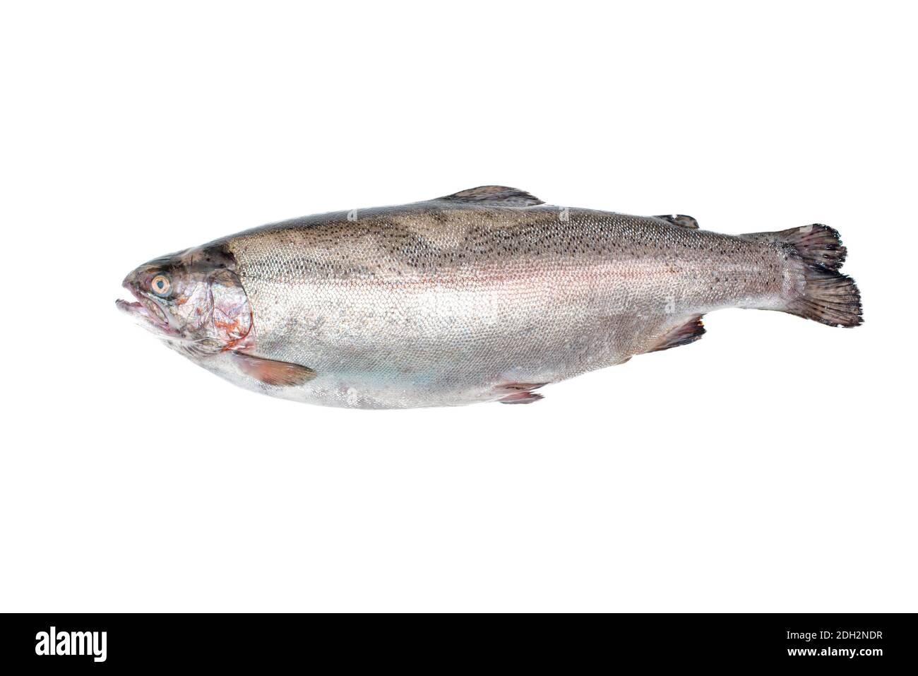 Big large healthy fish hi-res stock photography and images - Alamy