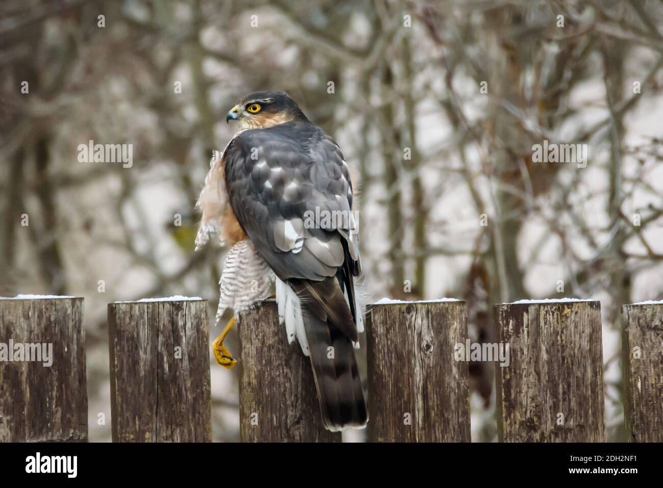 Selective focus photo. Eurasian sparrowhawk bird, Accipiter nisus Stock ...