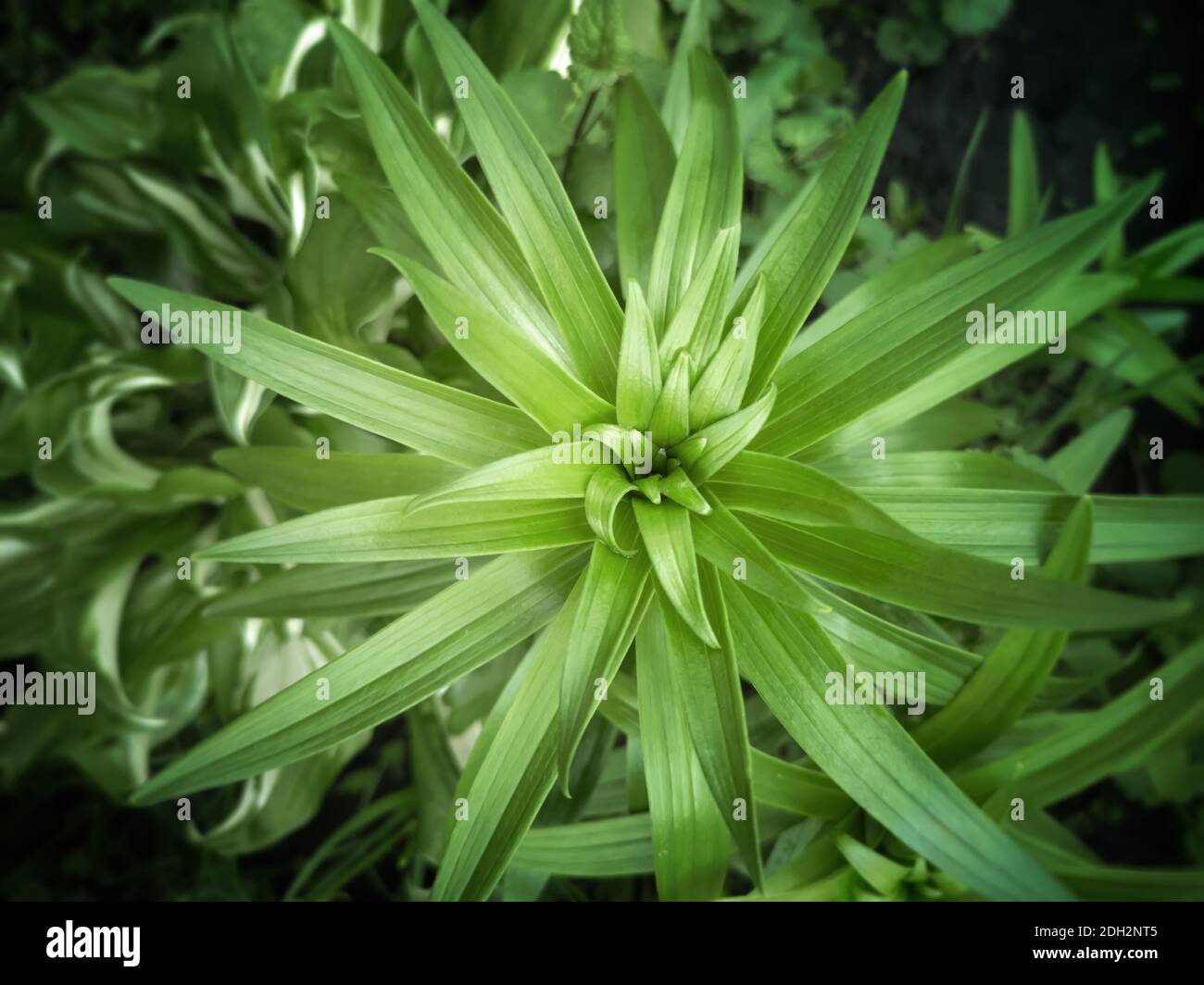 Lily design hi-res stock photography and images - Alamy