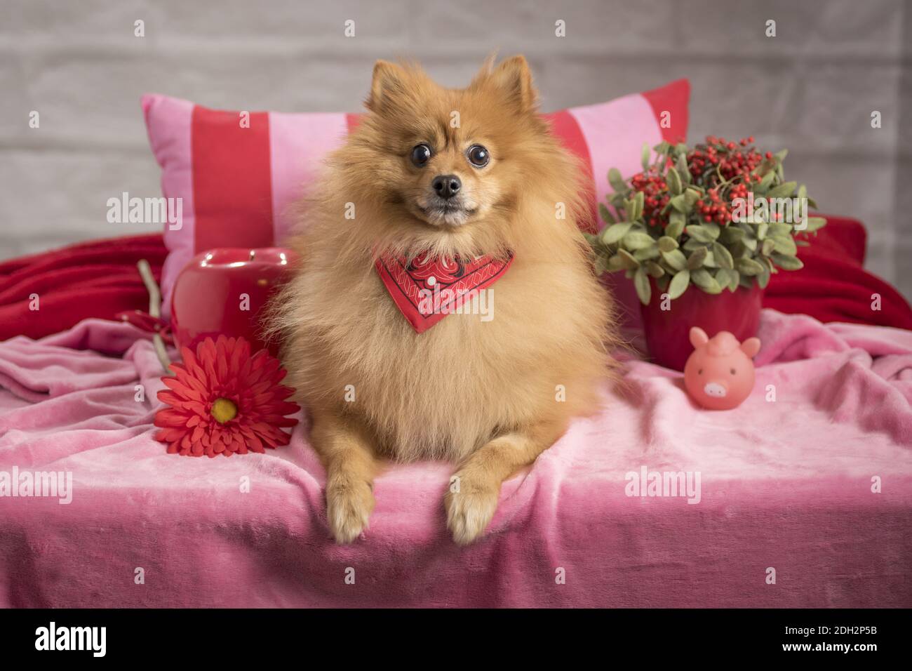 An adorable pomeranian spitz with decorations in the studio Stock Photo ...