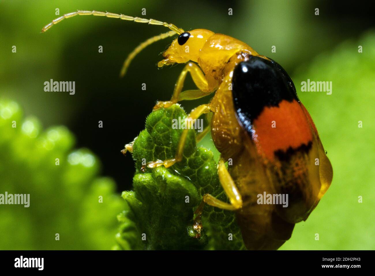 Exploring the country Stock Photo - Alamy