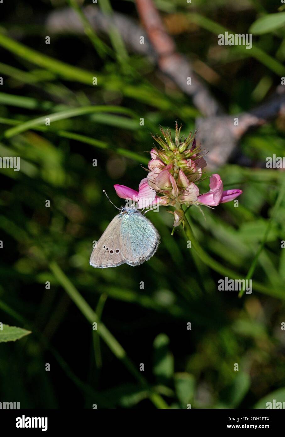 Green-underside Blue butterfly (Glaucopsyche alexis) adult feeding at ...