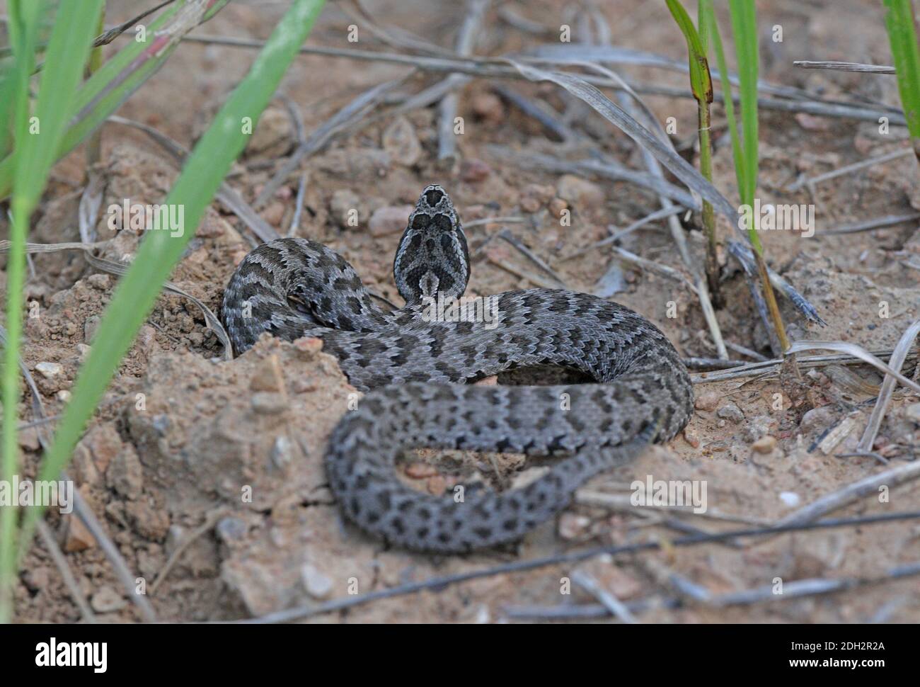 Hayls Viper (Agkistrodon halys) juvenile on bare earth Tien Shan ...