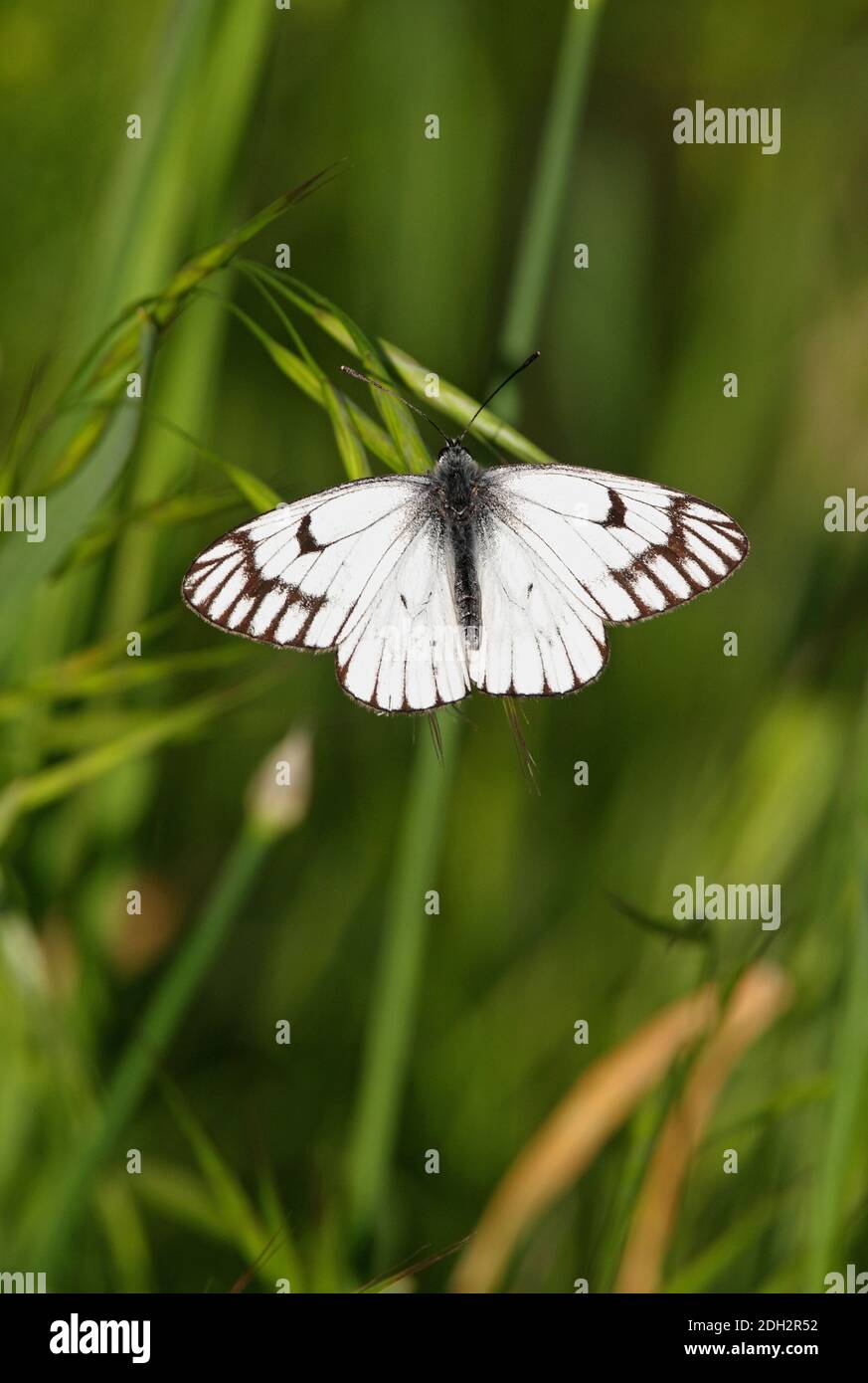 Himalayan Blackvein butterfly (Aporia leucodice illumina) adult sunning ...