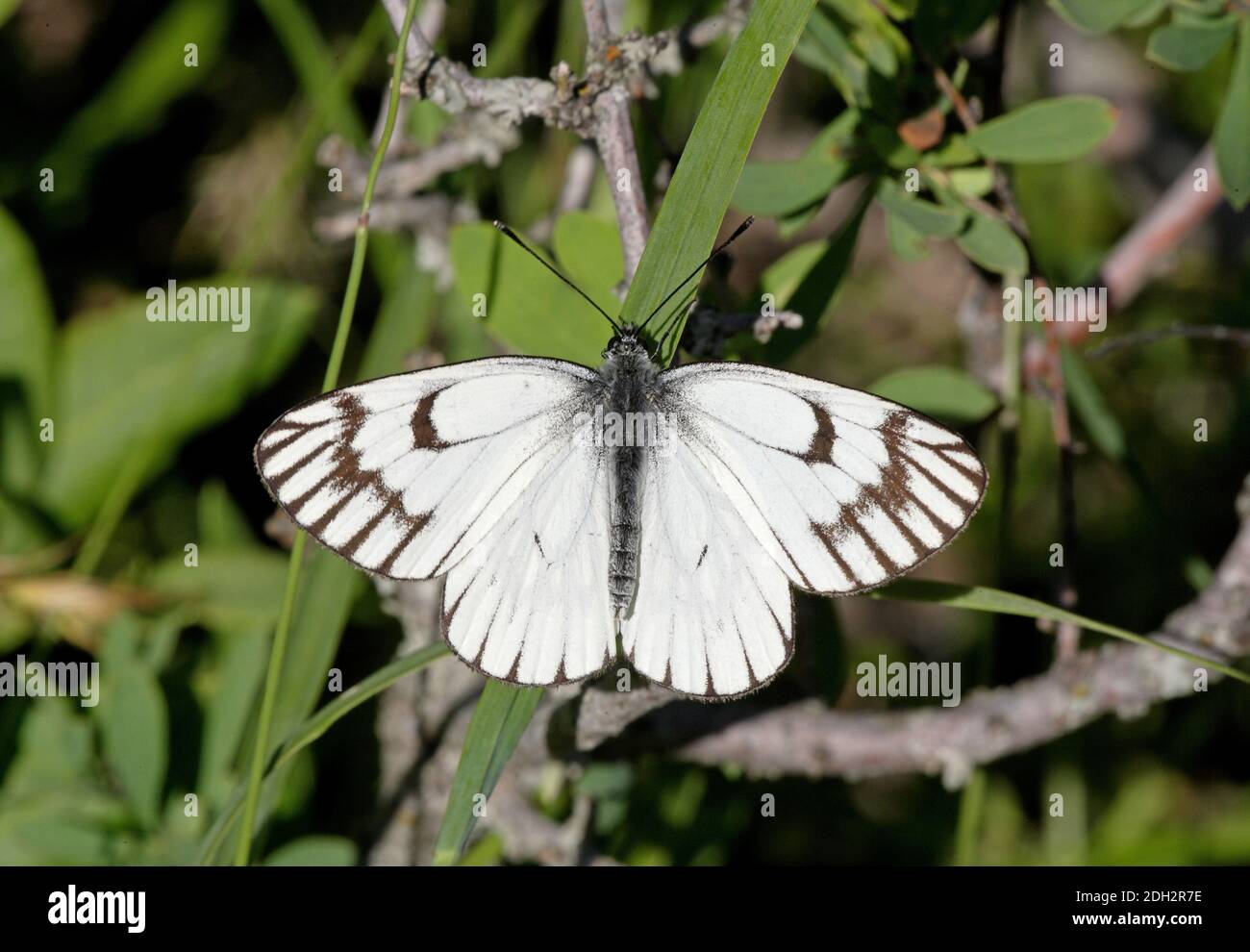 Himalayan Blackvein butterfly (Aporia leucodice illumina) adult sunning ...
