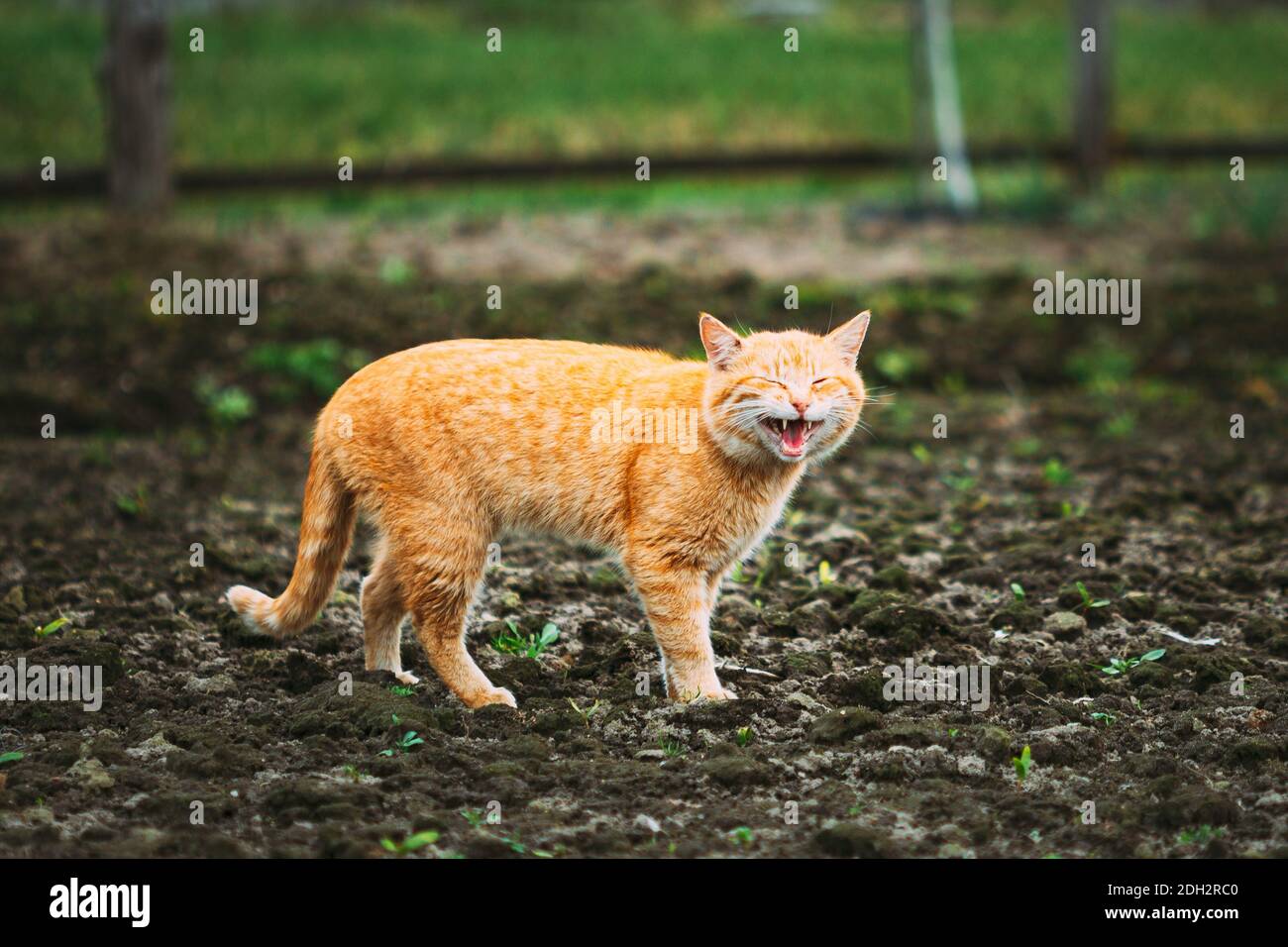 Spring expression hi-res stock photography and images - Alamy