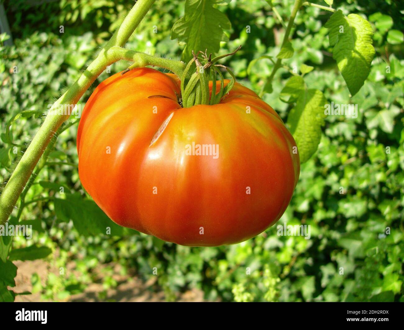Single large ripe red tomato on a vine ready for harvest Stock Photo ...