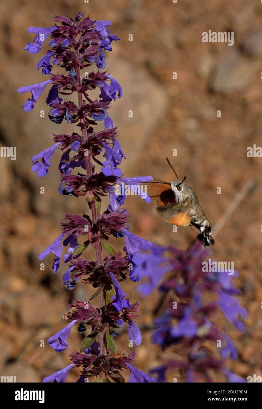 Hover moth hi-res stock photography and images - Alamy