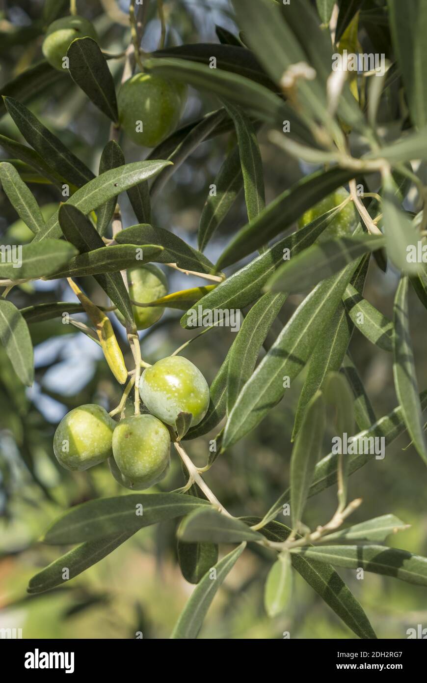 Old olive tree (Olea europaea) with fruits Stock Photo - Alamy