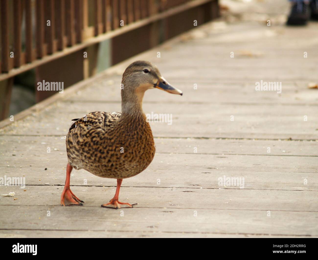 Birds of ontario hi-res stock photography and images - Alamy