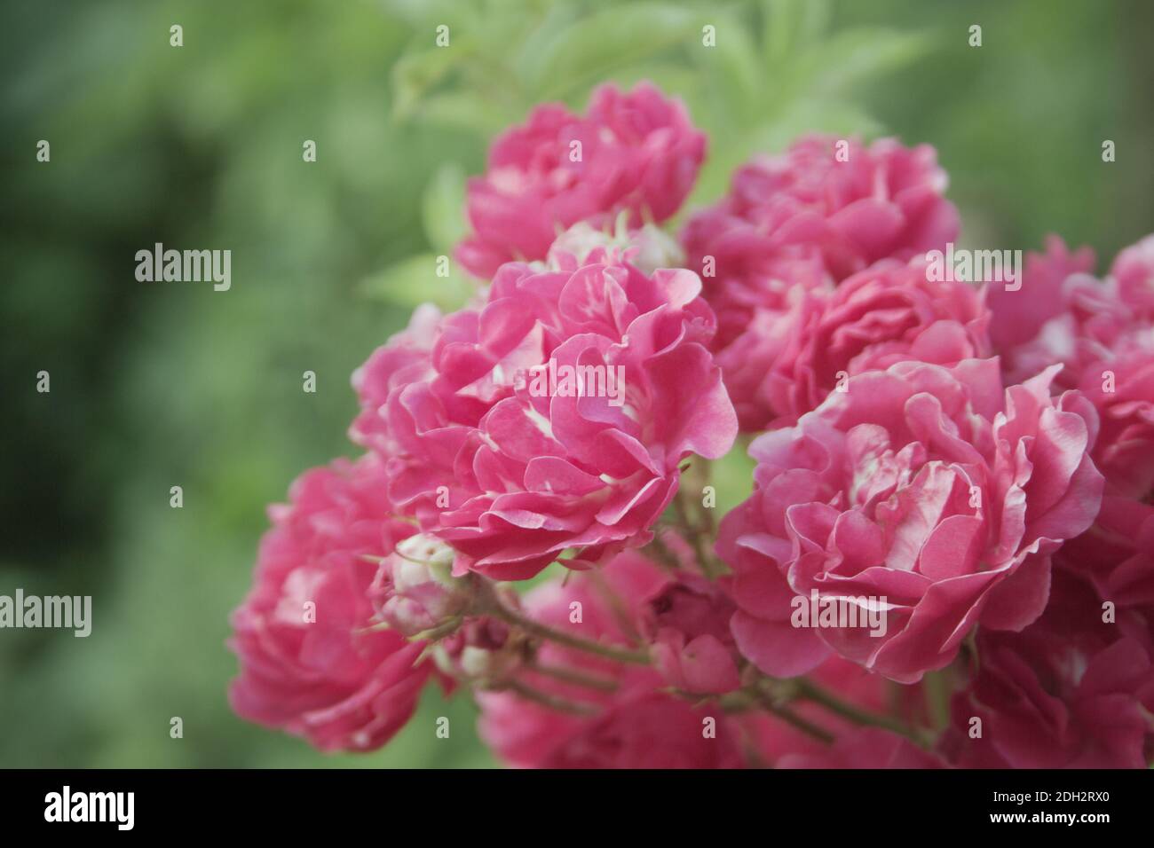 Close up roses hi-res stock photography and images - Alamy