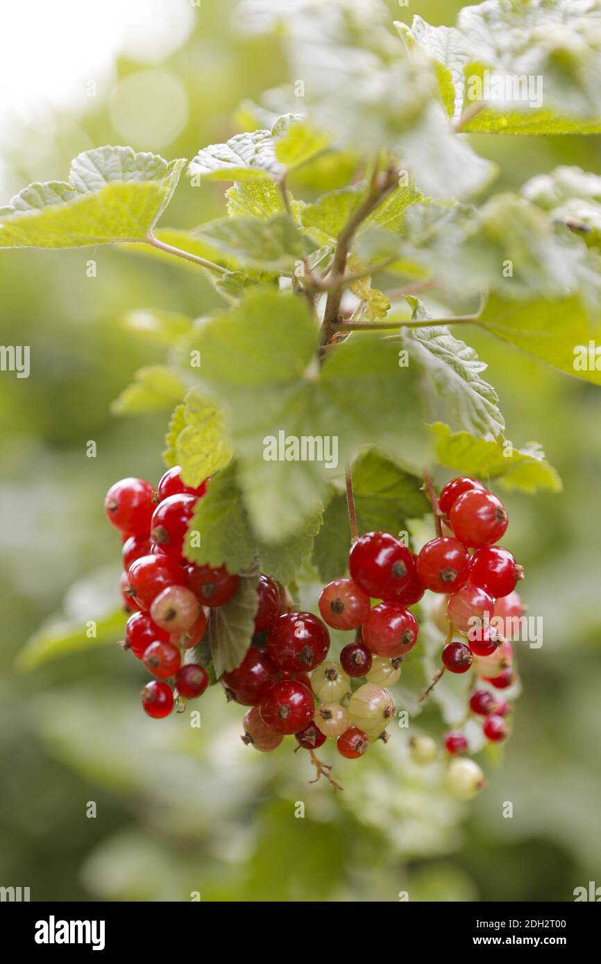 Red ribes hi-res stock photography and images - Alamy