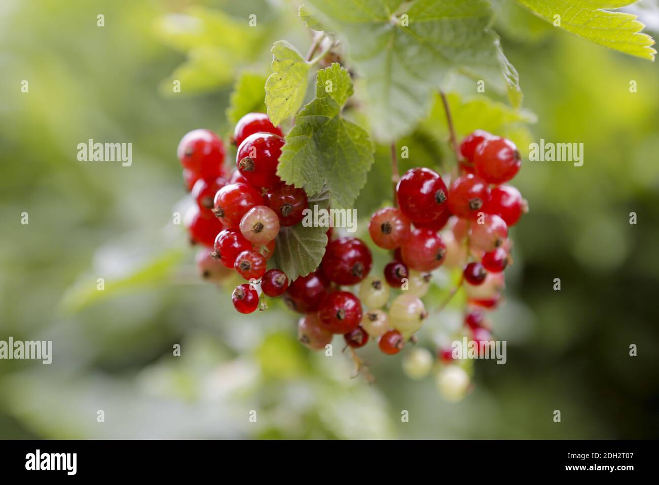 No rubrum hi-res stock photography and images - Alamy