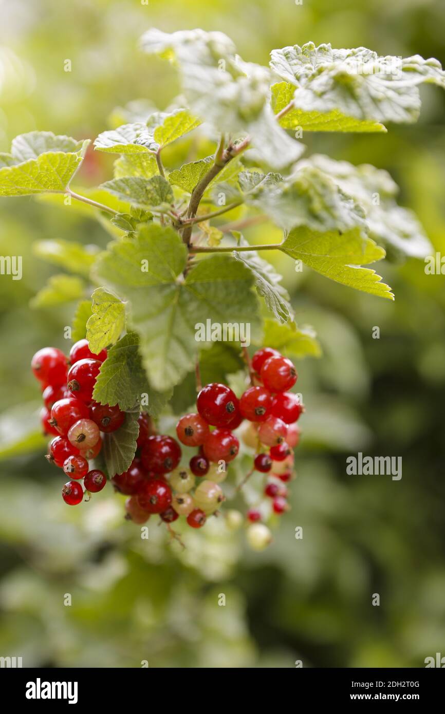 Red ribes hi-res stock photography and images - Alamy