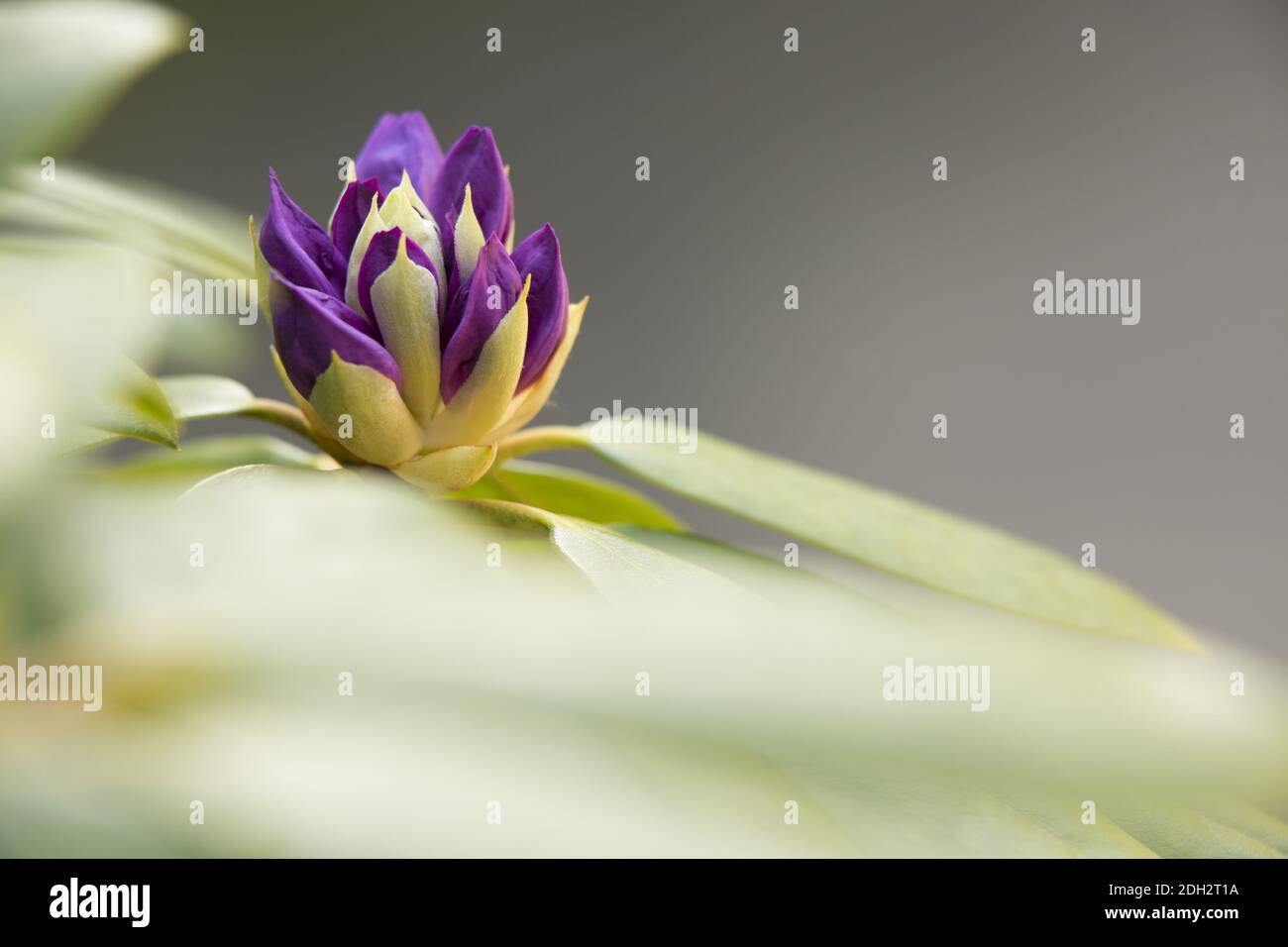Closed flower hi-res stock photography and images - Alamy