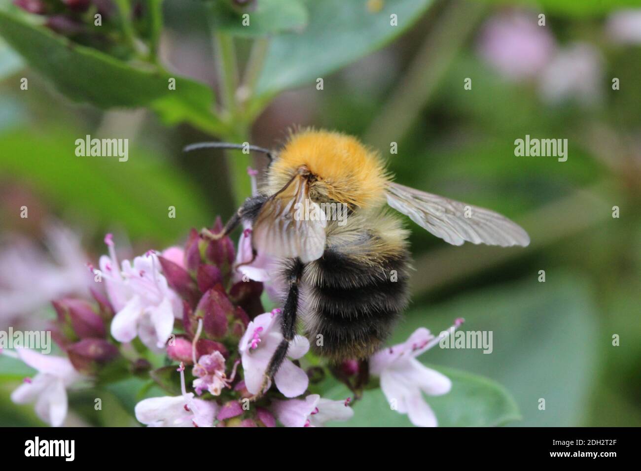 Carder bee uk hi-res stock photography and images - Alamy