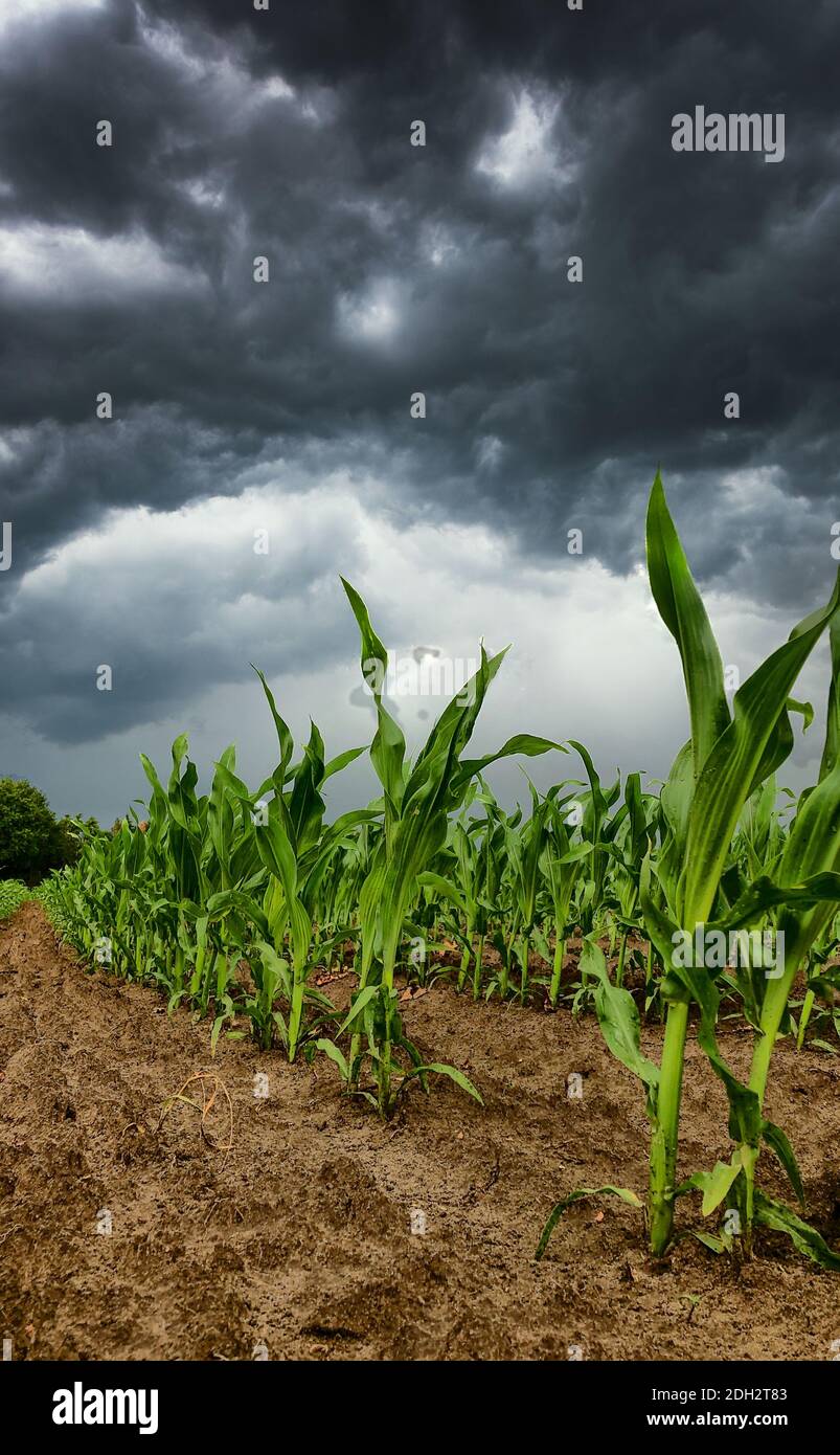 Scenic corn fields hi-res stock photography and images - Alamy