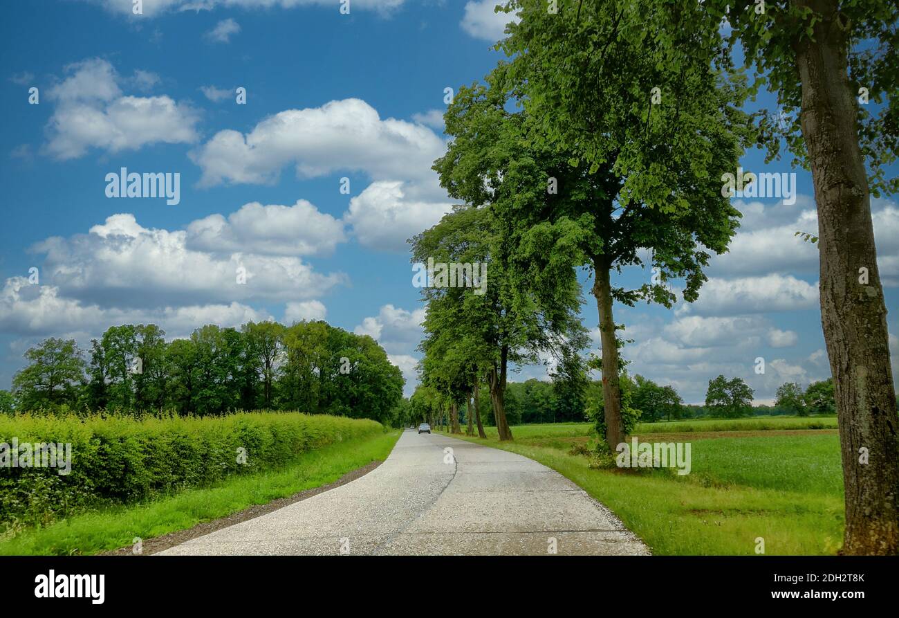 Trees by the side of a path hi-res stock photography and images - Alamy